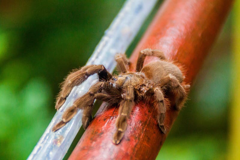 Tarantula on a Railing in Pana Stock Photo - Image of panama, dangerous ...