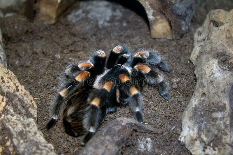 Orange Tarantula. Philippinus. Philippine Tangerine is a Species of ...