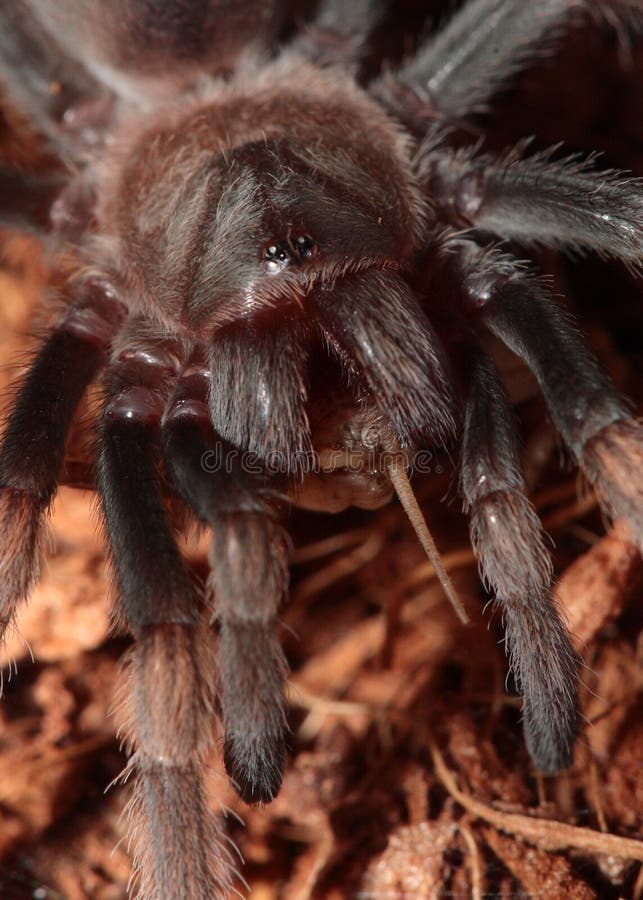 Mexicain Redknee De Brachypelma Smithi Image stock - Image du animaux ...