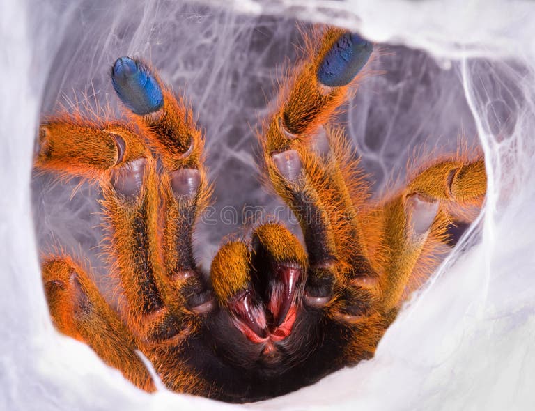 Tarantula showing fangs stock image. Image of fang, predator - 13999269