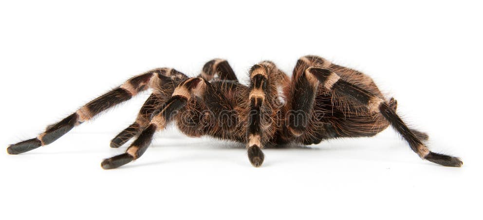 Tarantula side view stock photo. Image of dangerous, poisonous - 23367228