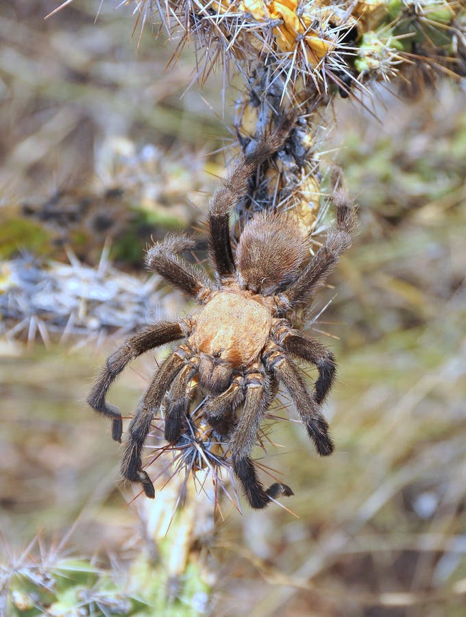 Tarantula Spider stock photo. Image of legs, closeup - 16291534