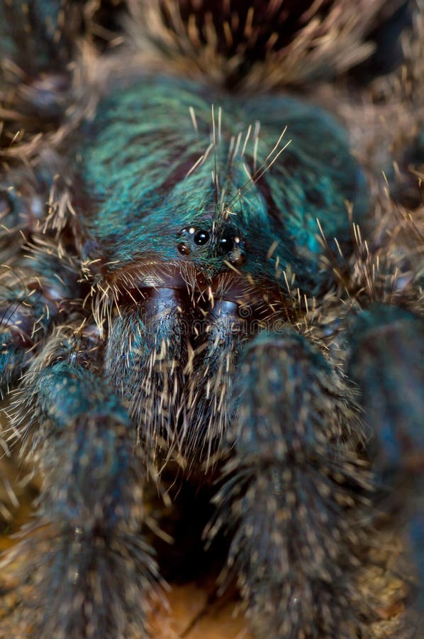 Tarantula spider stock image. Image of tarantula, blue - 19216429