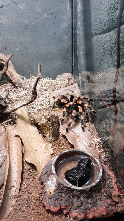 Tarantula Spider in the Aquarium Stock Photo - Image of trunk, geology ...