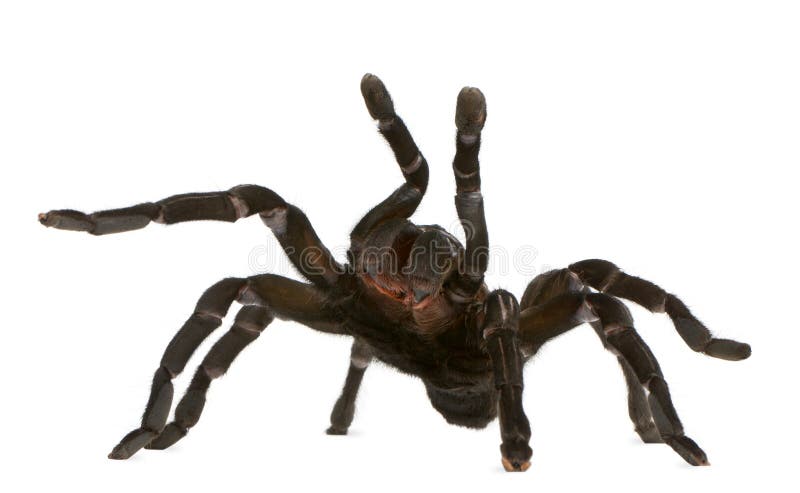 Tarantula Spider, Poecilotheria Metallica Stock Photo - Image of deadly ...