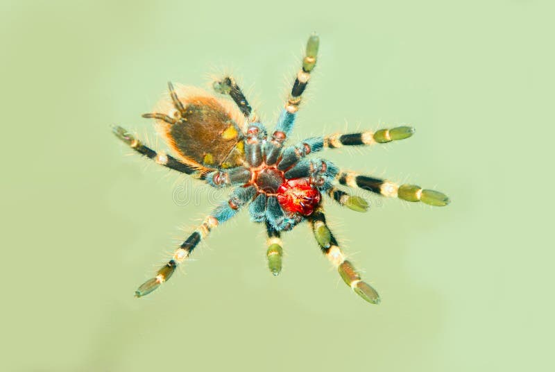 Tarantula Spider Bottom View Stock Image - Image of white, eating: 5058065