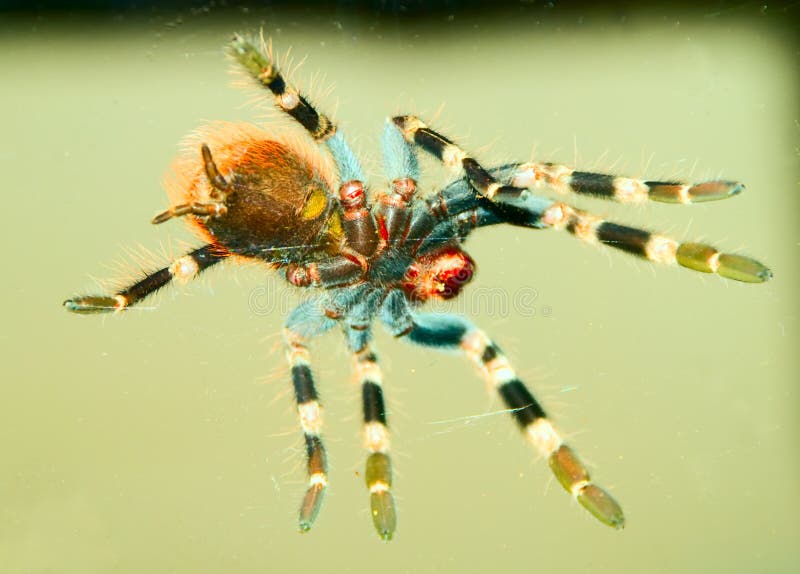 Tarantula Spider Bottom View Picture. Image: 5058249