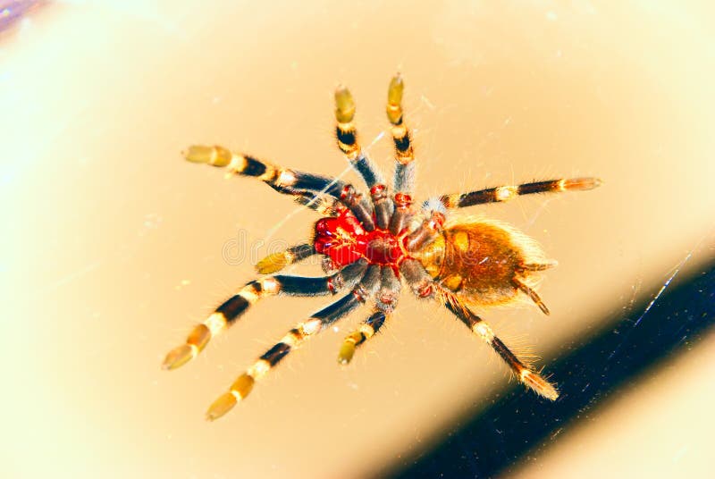 Tarantula Spider Bottom View Stock Photo - Image of white, spider: 5058268