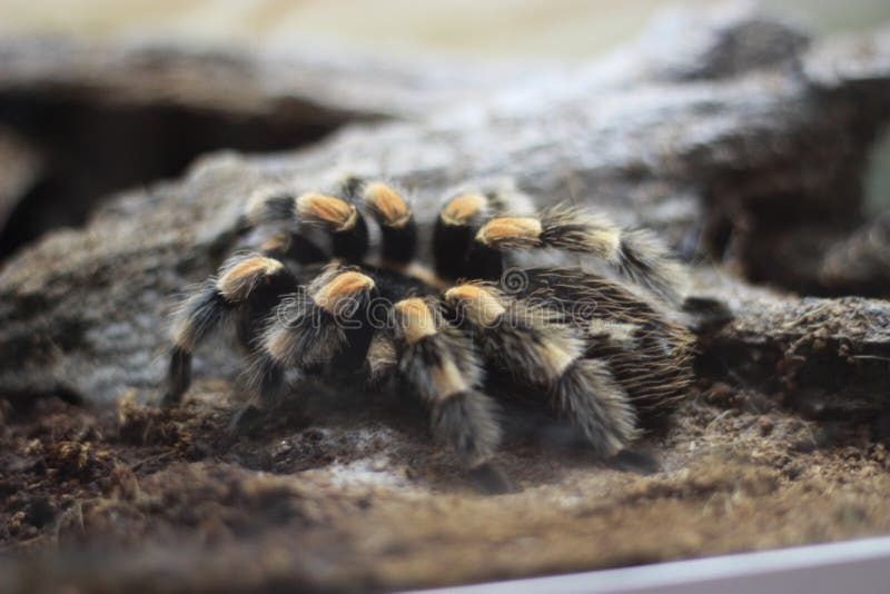 Mexican Red Rump or Black Velvet Tarantula Stock Image - Image of ...