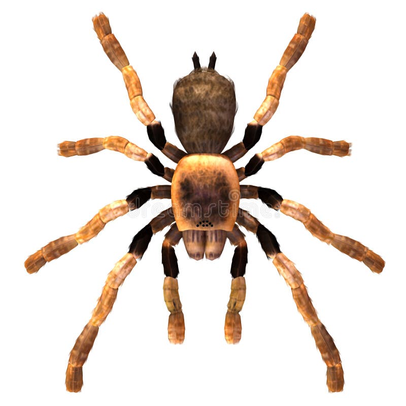 3d Tarantula Stock Illustrations – 719 3d Tarantula Stock Illustrations ...