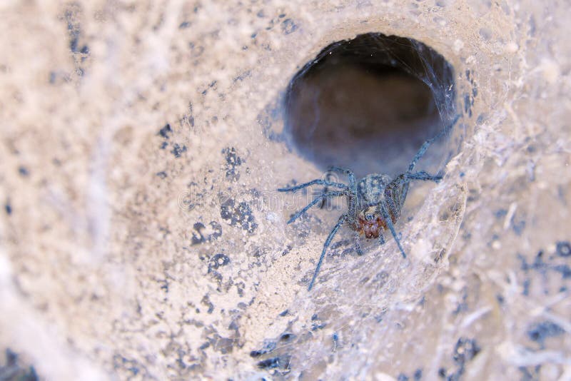 Tarantula spider stock photo. Image of tarantula, spider - 249597376