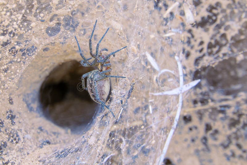 Tarantula spider stock photo. Image of lycosa, wildlife - 249597378