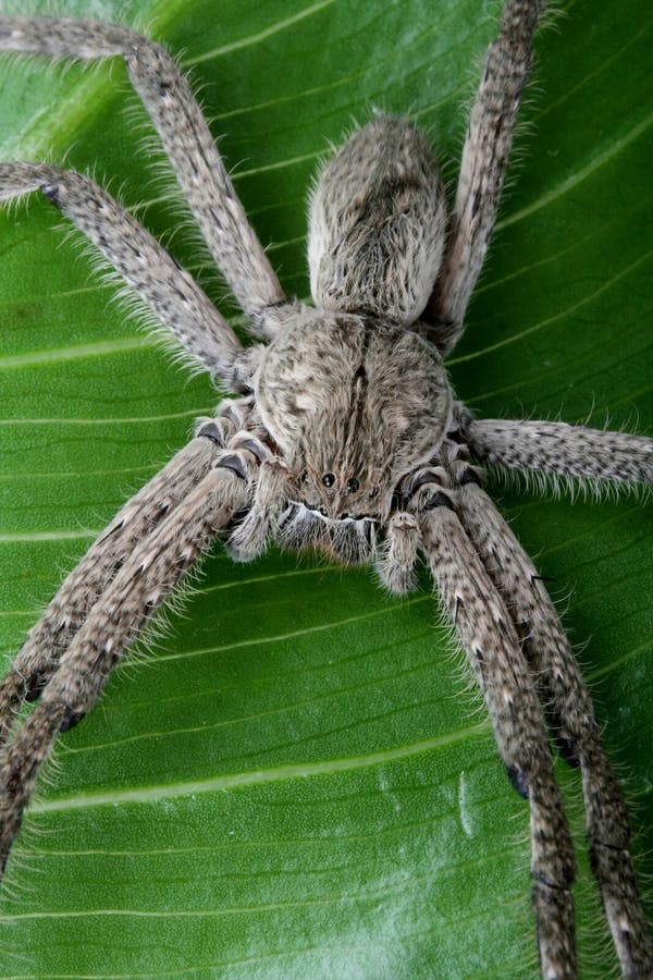 Tarantula Spider Macro stock image. Image of green, arachnid - 4818813