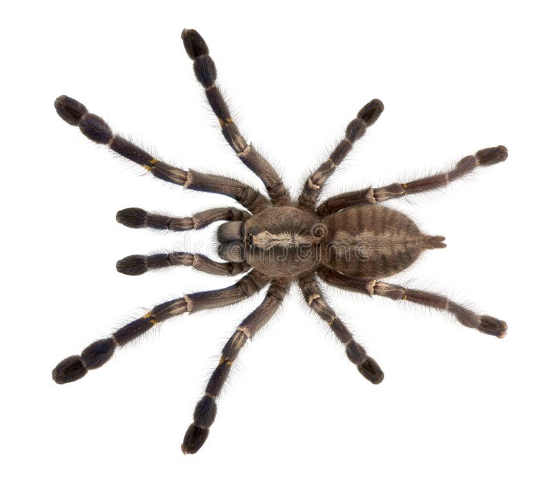 Tarantula top view stock photo. Image of high, view, spider - 23367242