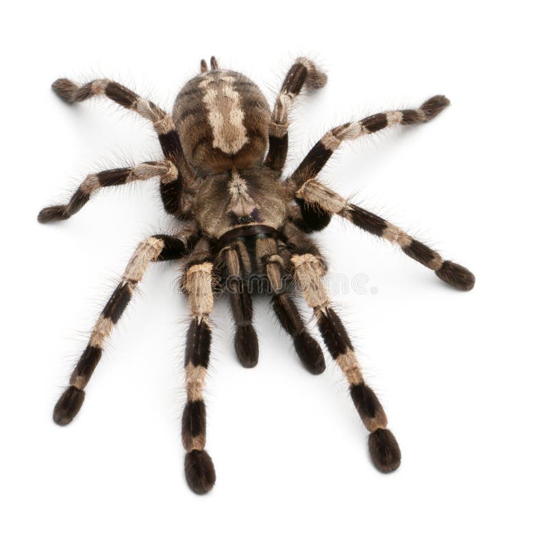 Tarantula top view stock photo. Image of high, view, spider - 23367242