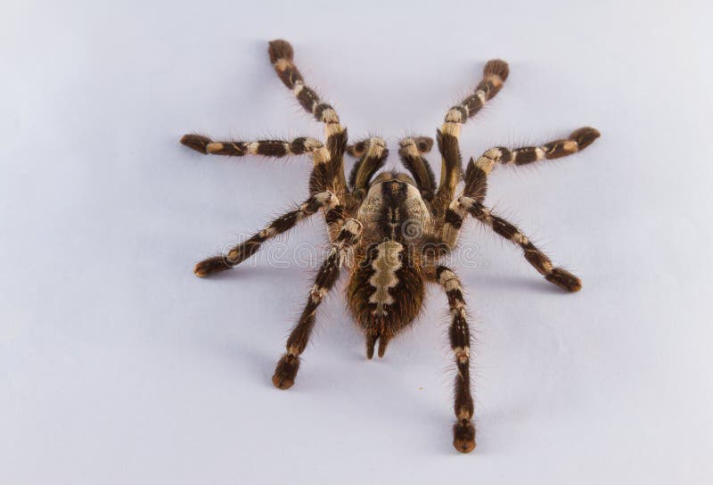 Tarantula top view stock photo. Image of high, view, spider - 23367242