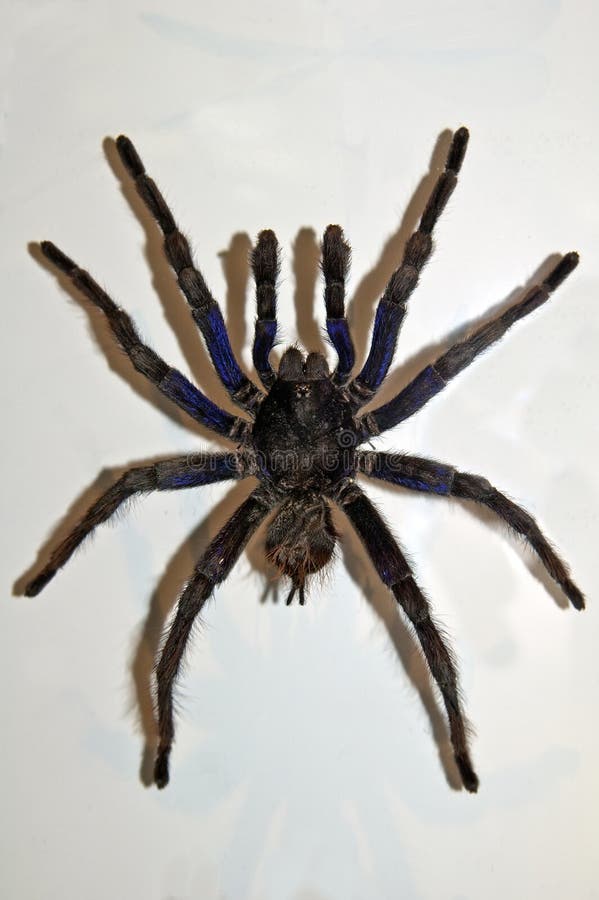 Tarantula spider stock image. Image of danger, people - 74062687