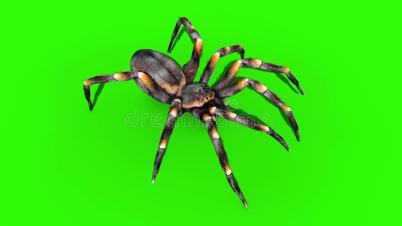 Red Tarantula Spider Walkcycle Green Screen Loop Top 3D Rendering ... Red Tarantula Spider Walkcycle Green Screen Loop Top 3D Rendering ...