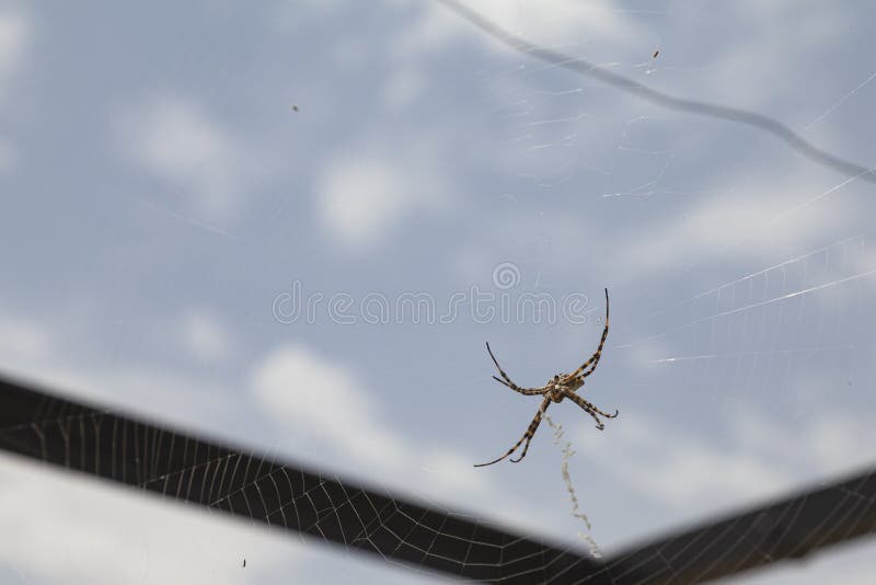 Tarantula in a Spider Web and Sky Background Stock Photo - Image of ...