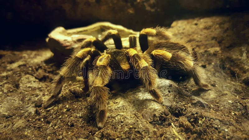 Skunk stock photo. Image of mammal, weasel, wire, rocky - 4813388