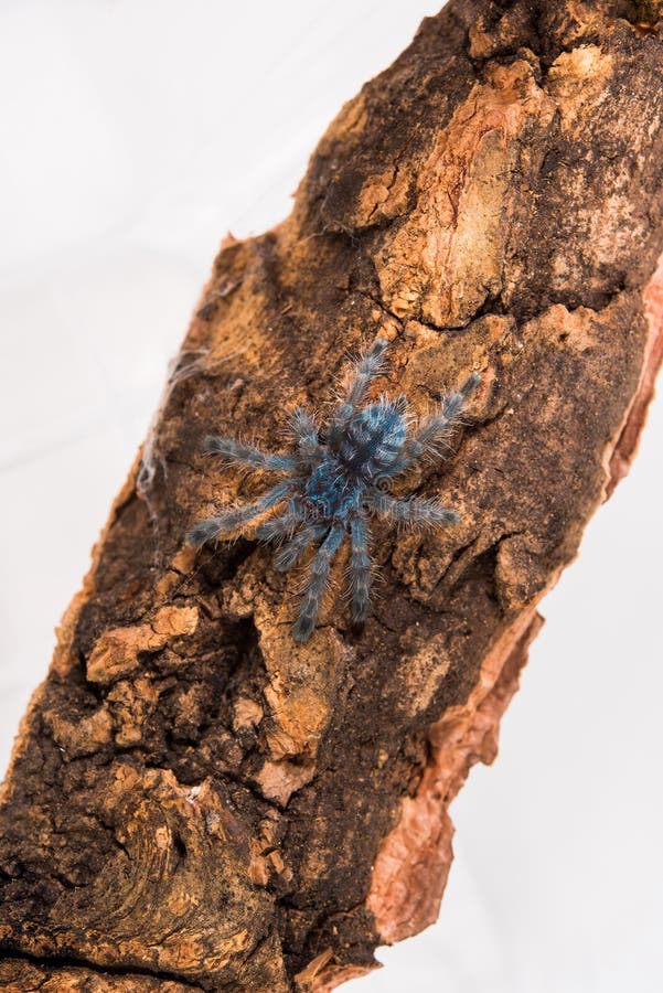 Mooie De Spintarantula Van Avicularia Minatrix in Terarium Stock ...