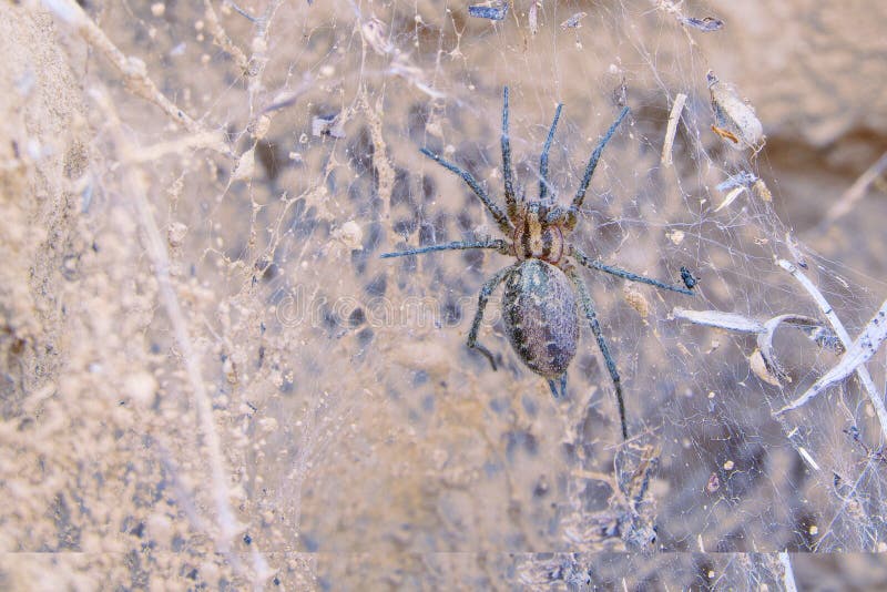 Tarantula spin stock foto. Image of dier, dieren, wild - 249597244