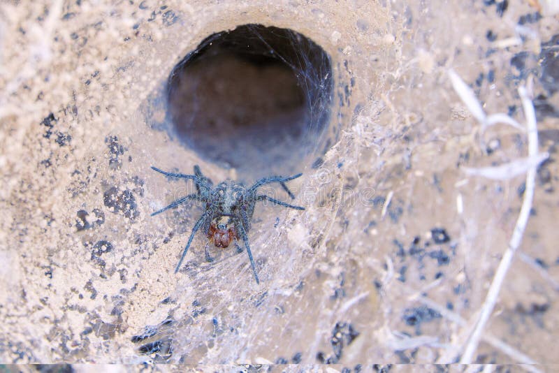 Tarantula spin stock afbeelding. Image of leven, wild - 249597239