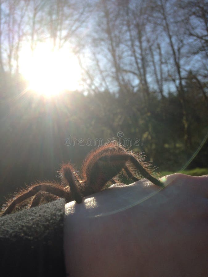 Tarantula in the sun stock photo. Image of gleam, spider - 75275090