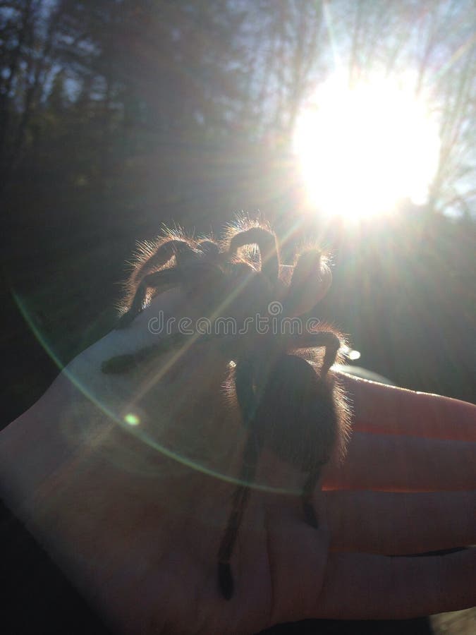 Tarantula in the sun stock photo. Image of reflection - 75275100