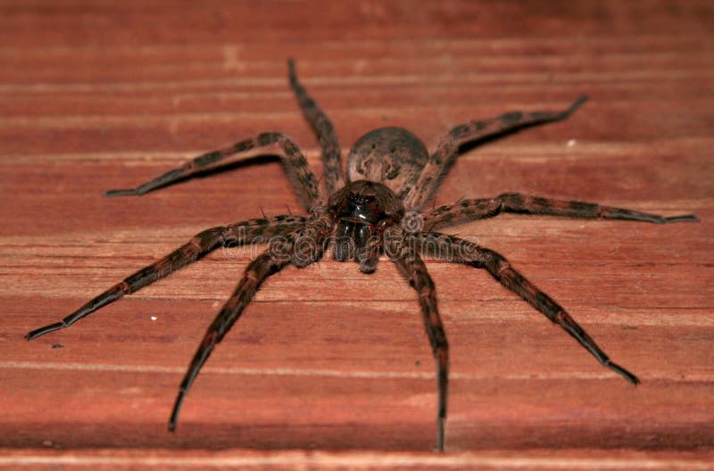 Tarantula Terror Picture. Image: 5688988