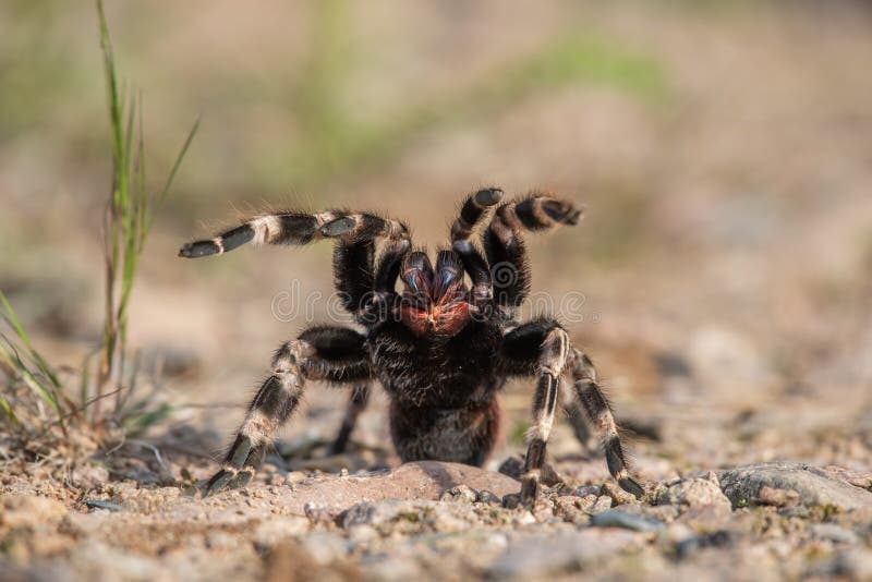 Tarantula Theraphosidae Mygalomorph Mygalomorphae Stock Photo - Image ...