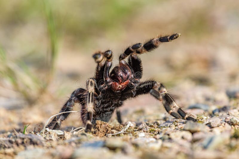 Tarantula Theraphosidae Mygalomorph Mygalomorphae Stock Image - Image ...