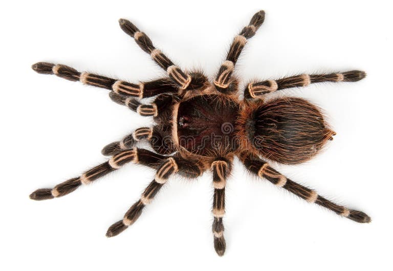 168 Top View Tarantula Spider Stock Photos - Free & Royalty-Free Stock ...