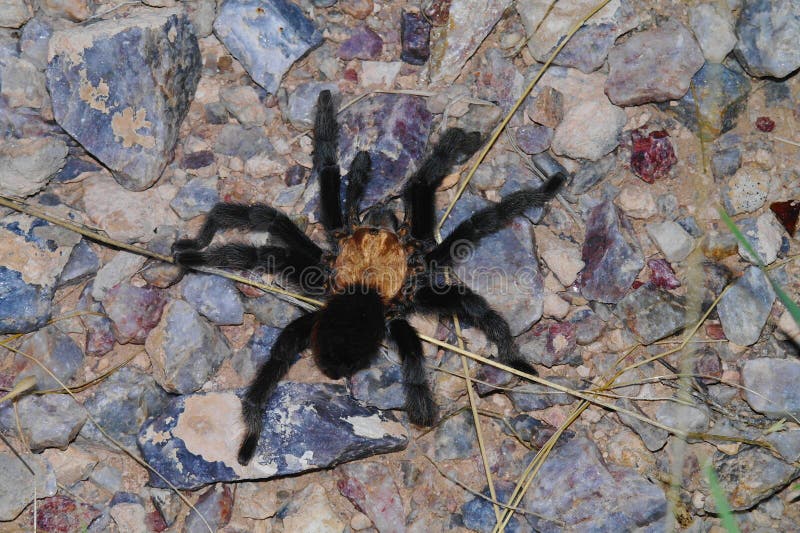 Tarantula stock image. Image of nature, eight, poisonous - 56292435