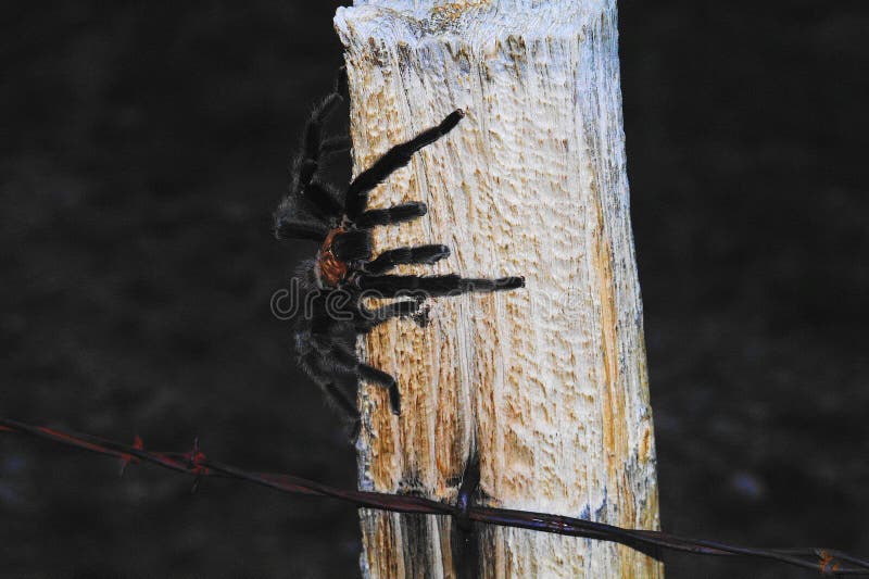 Tarantula stock image. Image of nature, eight, poisonous - 56292435