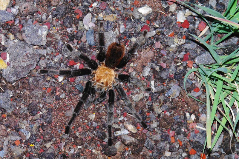 Tarantula stock photo. Image of tarantula, arachnid, living - 56292828