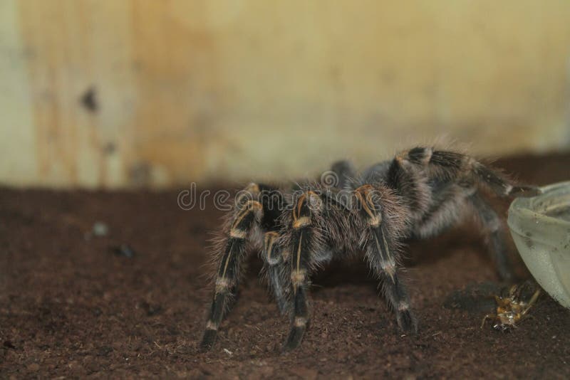 A Tarantula Walking on the Ground Stock Photo - Image of black, object ...