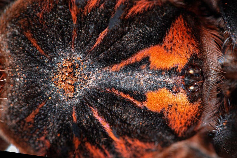 204 Top View Tarantula Spider Stock Photos - Free & Royalty-Free Stock ...