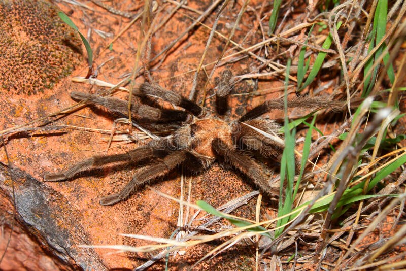 Tarantula Zion National Park Stock Photo - Image of vegetation ...