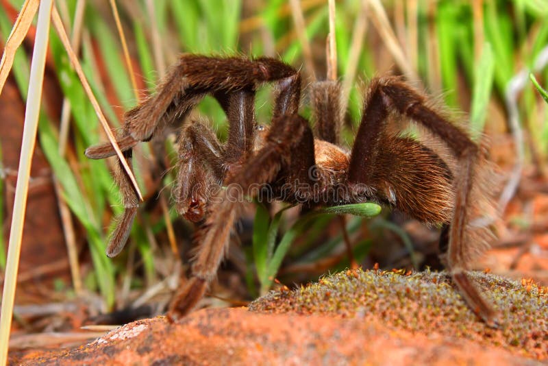 Tarantula Zion National Park Stock Photo - Image of america ...