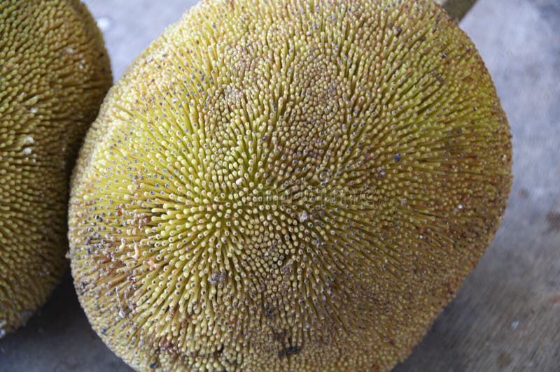 Tarap Fruit of Borneo Malaysia. Asian Fruit Concept Stock Image - Image ...