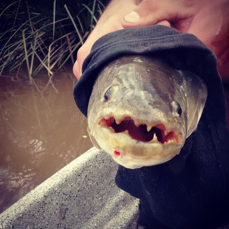 Tararira fish stock image. Image of dangerous, depredator - 48755175