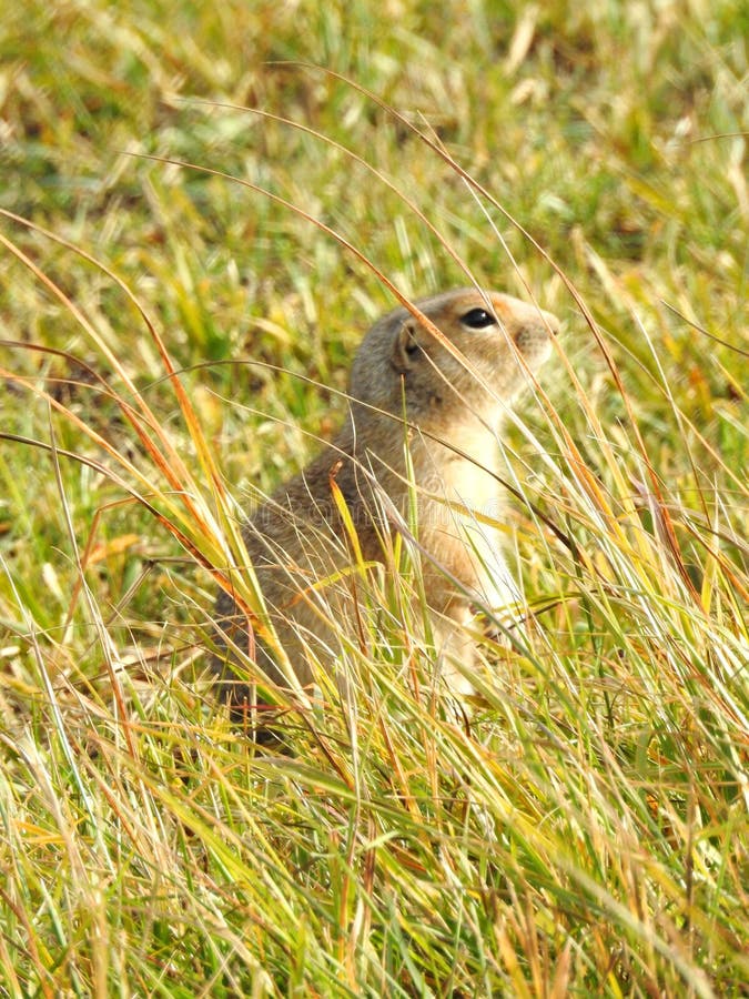 A Siberian Marmot, Aka Tarbagan, Crawled Out of a Hole To Look Around ...