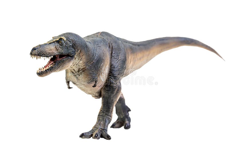 Tarbosaurus Dinosaur on White Isolate Background Clipping Path Stock ...