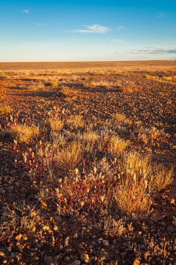 Tarde en el farfullar foto de archivo. Imagen de hierba - 40802630