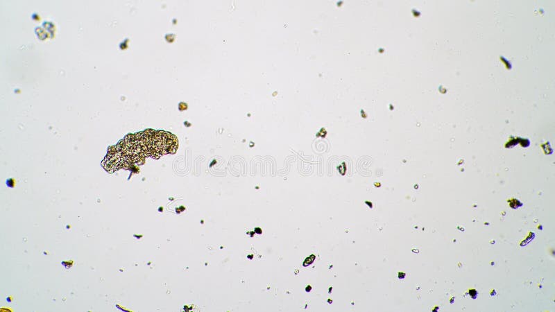 Animal Tardigrade Swims in Water Close Up Under a Microscope Stock ...