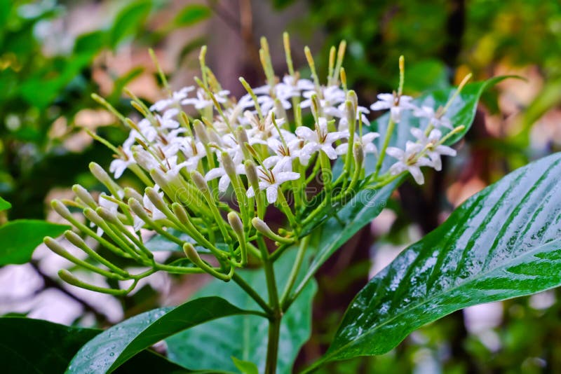 Tarenna Wallichii or Ixora Wallichii Flower are Blooming. Stock Photo ...