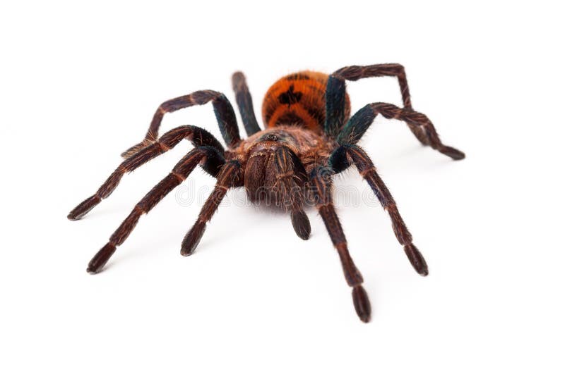 Tarentule Bleue Front View De Greenbottle Image stock - Image du bleu ...