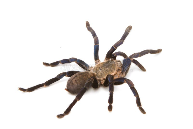 Tarentule De Bleu De Cobalt Image stock - Image du tarentule, rampement ...