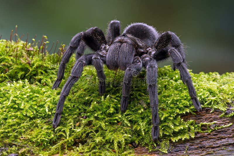 Tarentule Noire Grammostola Pulchra Image stock - Image du arachnide ...